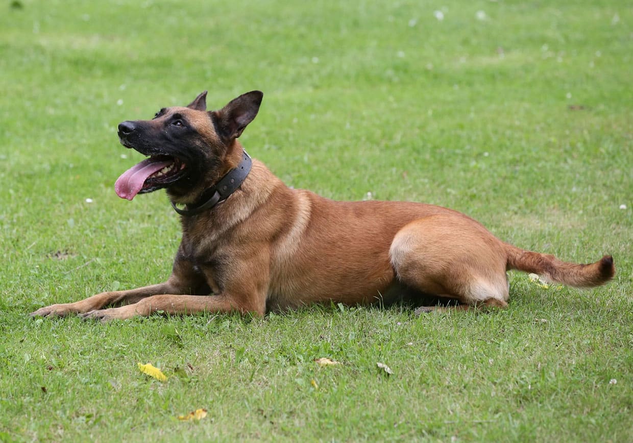 Huấn luyện chó Malinois Becgie Bỉ - Dịch Vụ Huấn Luyện Chó