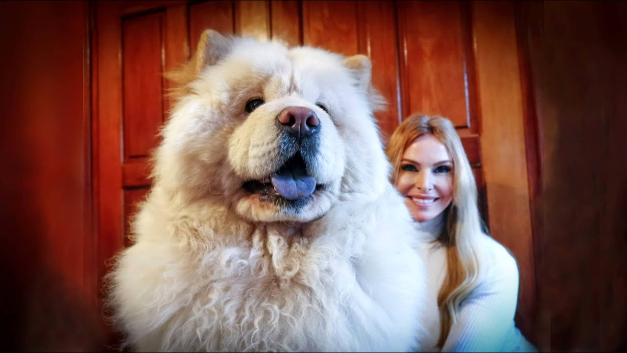 9 điều cực thú vị về chó Chow Chow - Dịch Vụ Huấn Luyện Chó