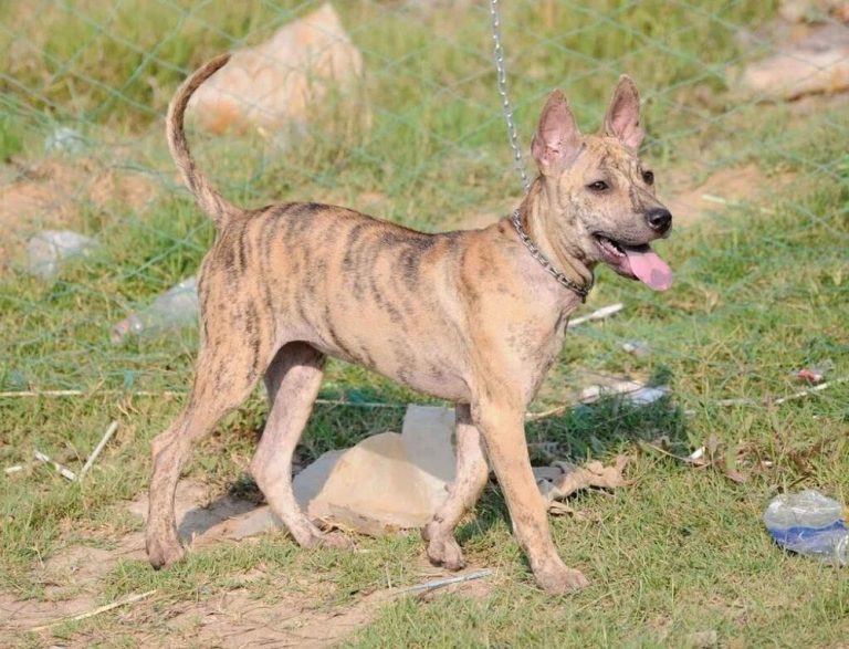 Mua bán chó Phú Quốc lai và thuần chủng - Dịch Vụ Huấn Luyện Chó