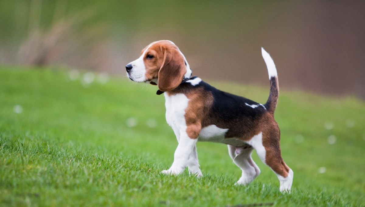 Tìm hiểu về giá chó Beagle - Dịch Vụ Huấn Luyện Chó