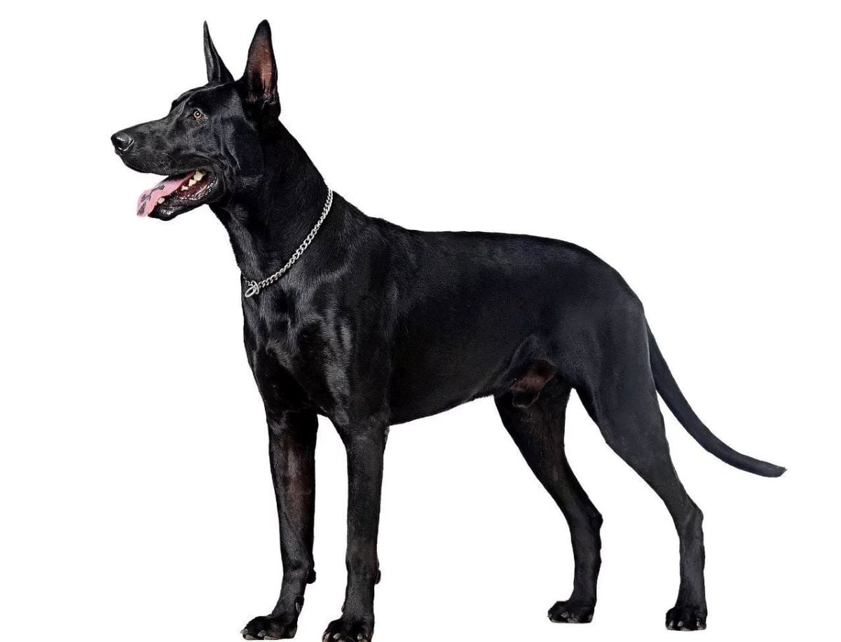 Chó Mojee Hắc Lang Khuyển từ Trung Quốc - Dịch Vụ Huấn Luyện Chó